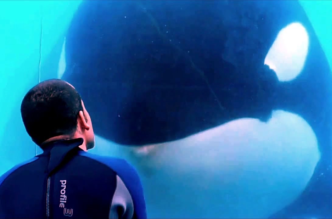 Crítica: Blackfish
